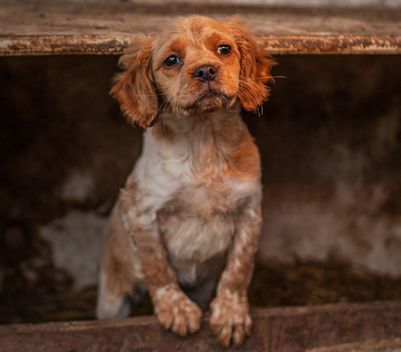 Responsible Breeding Fci Welfare And Health For Dogs Worldwide